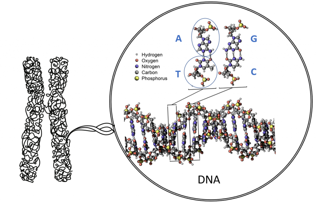 A bit of biology – In the Light of Evolution