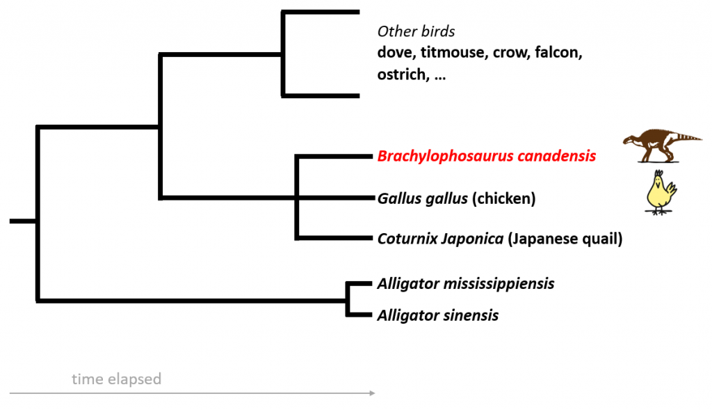 Chickenosaurus – In the Light of Evolution